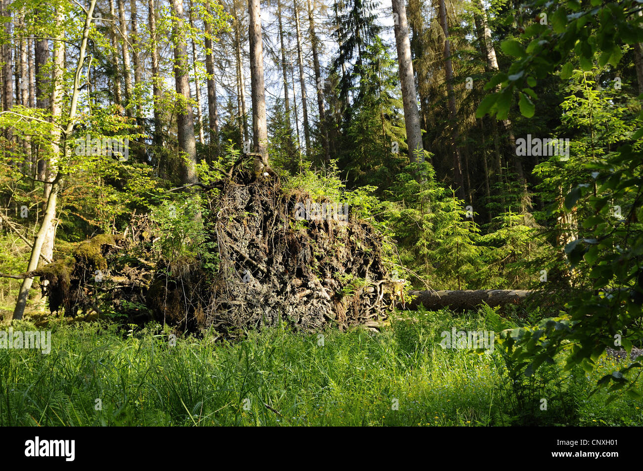 roots of an overturned tree on a clearing, Germany, Bavaria, Bavarian ...