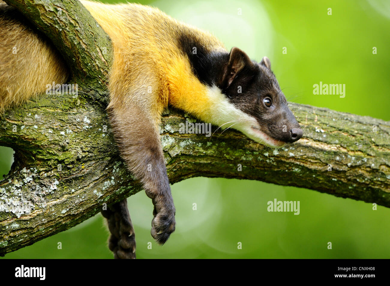 Yellow-throated marten, Kharza (Martes flavigula), lying on a branch ...