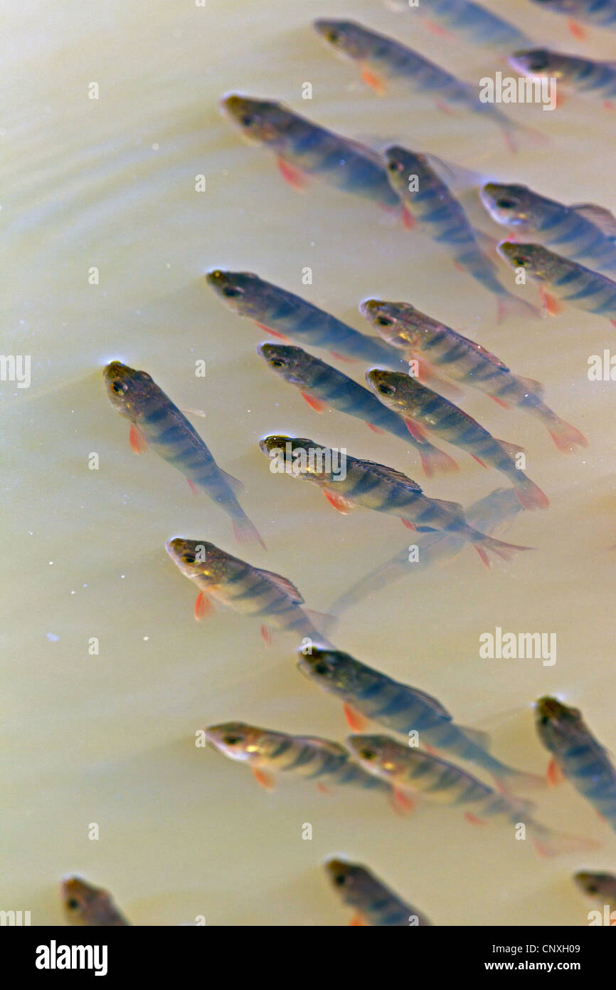 Perch, European perch, Redfin perch (Perca fluviatilis), juveniles ...