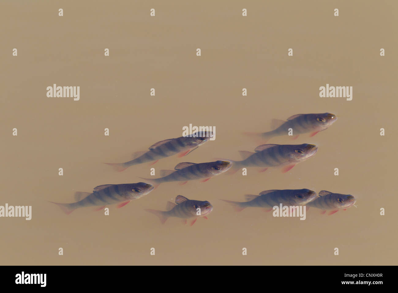 Perch, European perch, Redfin perch (Perca fluviatilis), juveniles ...