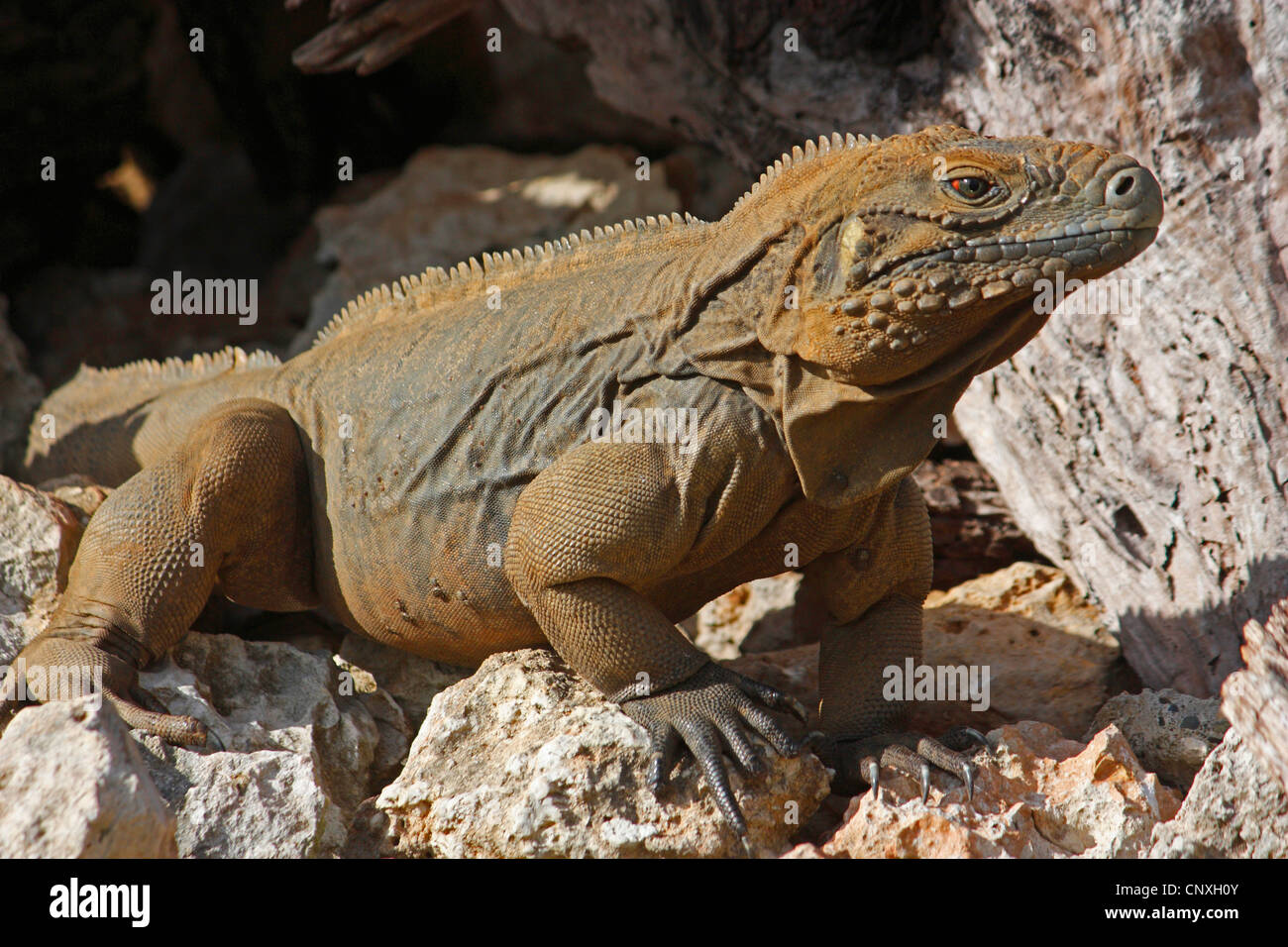 Cuban Ground Iguana Stock Photos & Cuban Ground Iguana Stock Images - Alamy