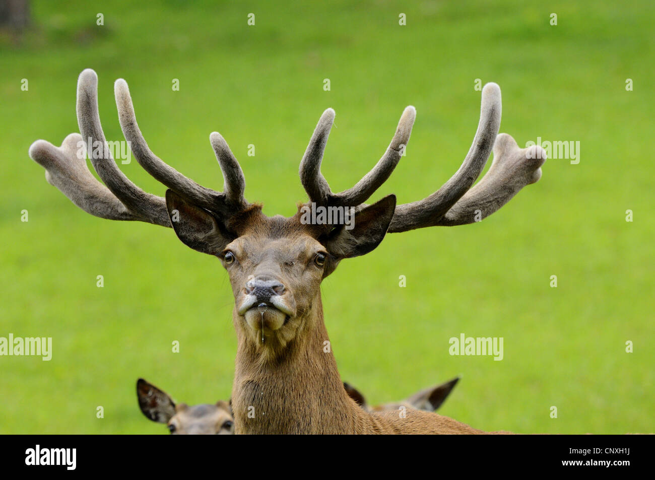 red deer (Cervus elaphus), portrait of a bull, Germany, Bavaria Stock ...