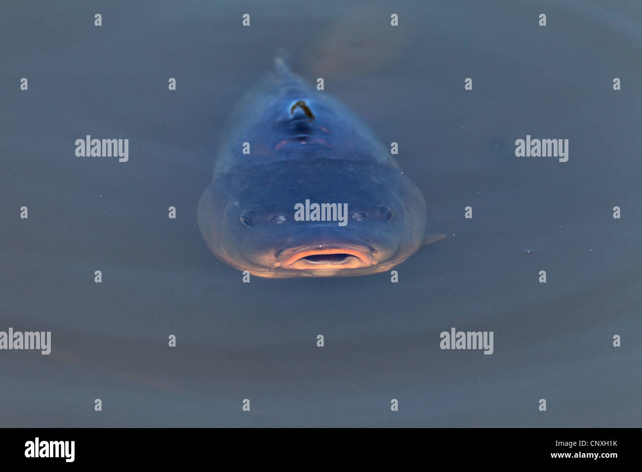 Mirror carp, Carp, common carp, European carp (Cyprinus carpio morpha ...