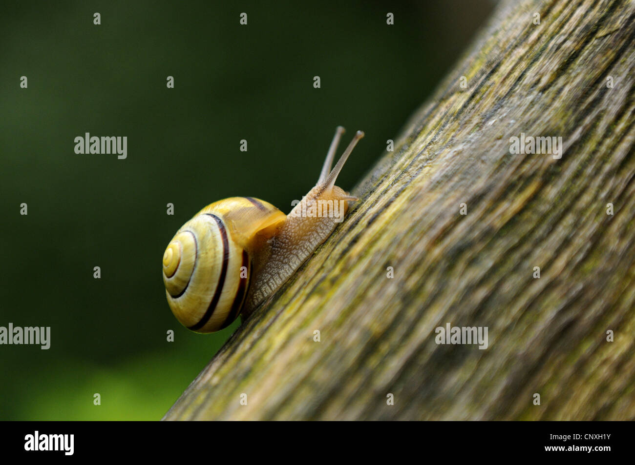 brown-lipped snail, grove snail, grovesnail, English garden snail ...