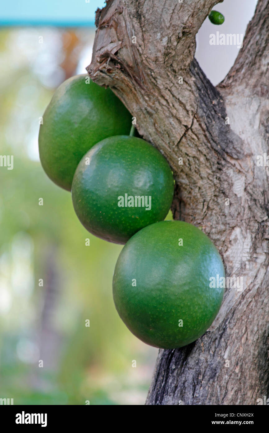 Kalebas High Resolution Stock Photography and Images - Alamy