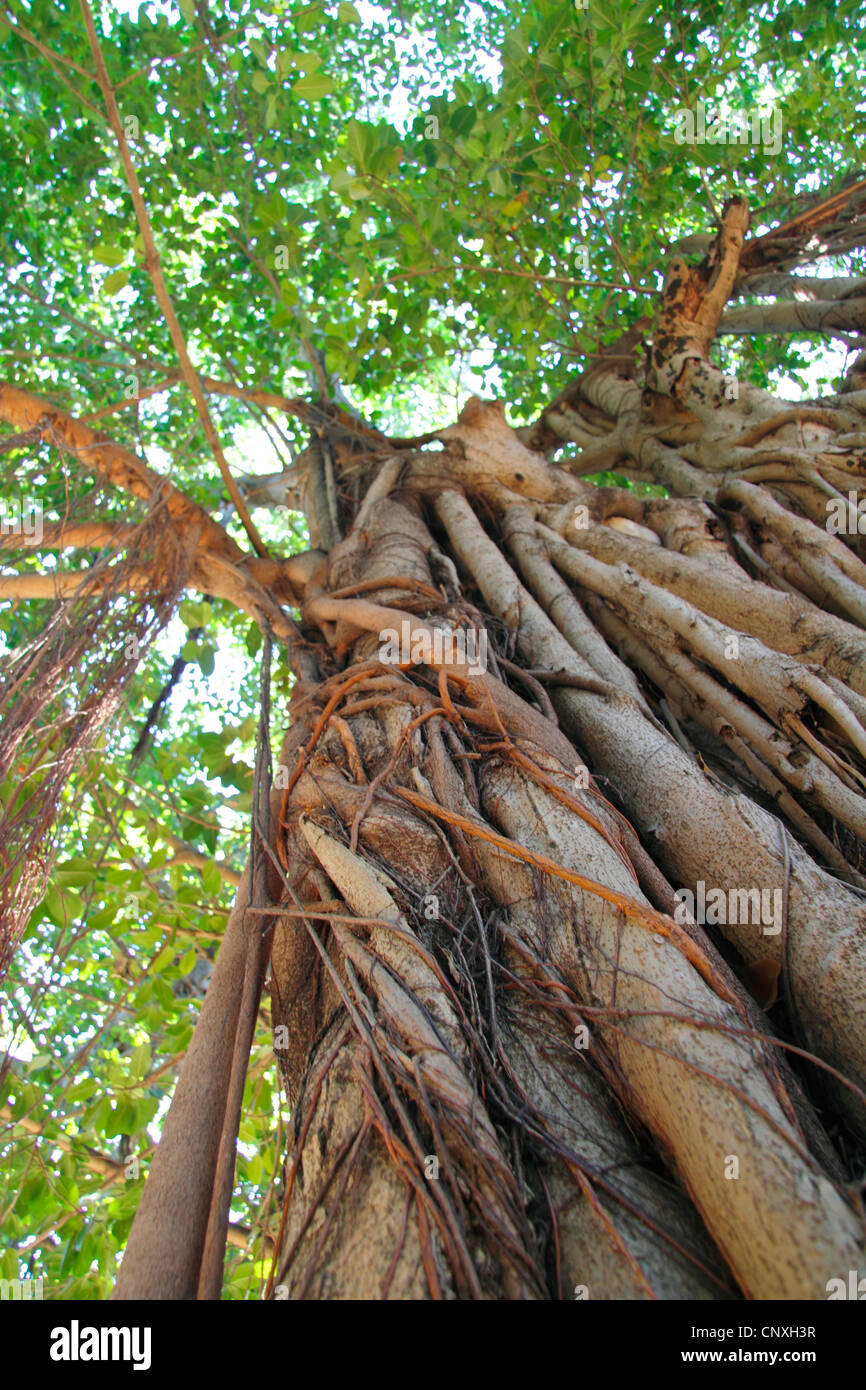 Fig Ficus Spec High Resolution Stock Photography and Images - Alamy