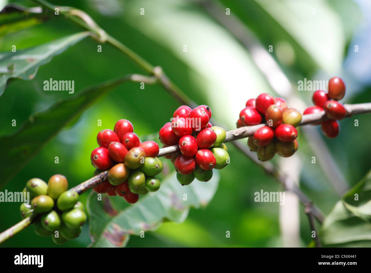 Arabian Coffee Trees Coffea Arabica High Resolution Stock Photography ...