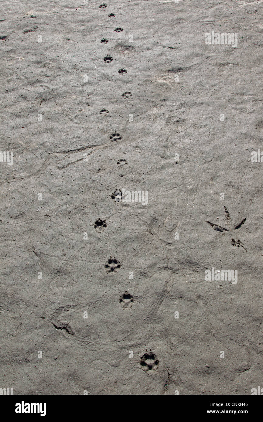 red fox (Vulpes vulpes), footprints of red fox and heron in mud ...