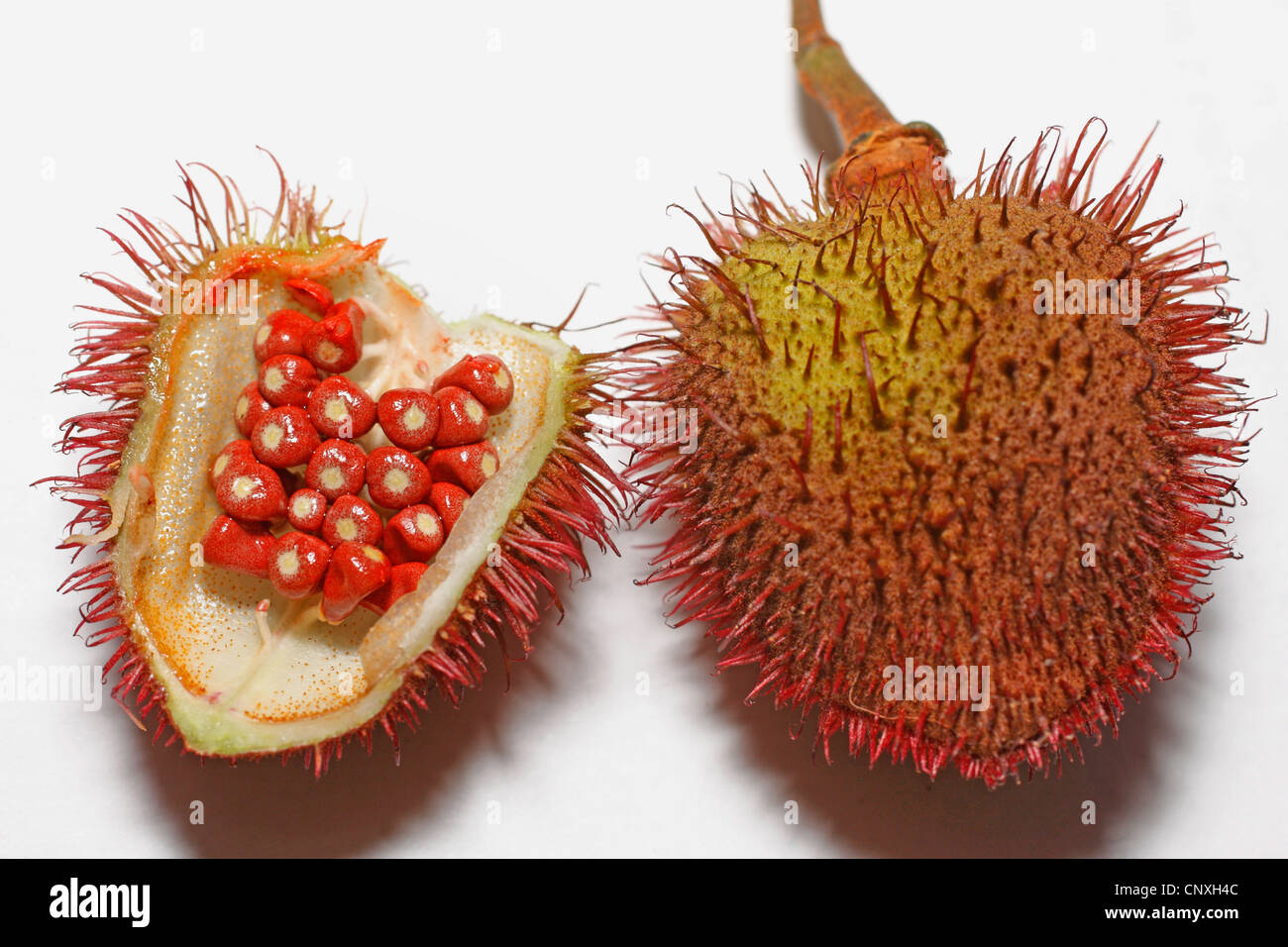 Annatto Food Coloring Seed High Resolution Stock Photography and Images ...