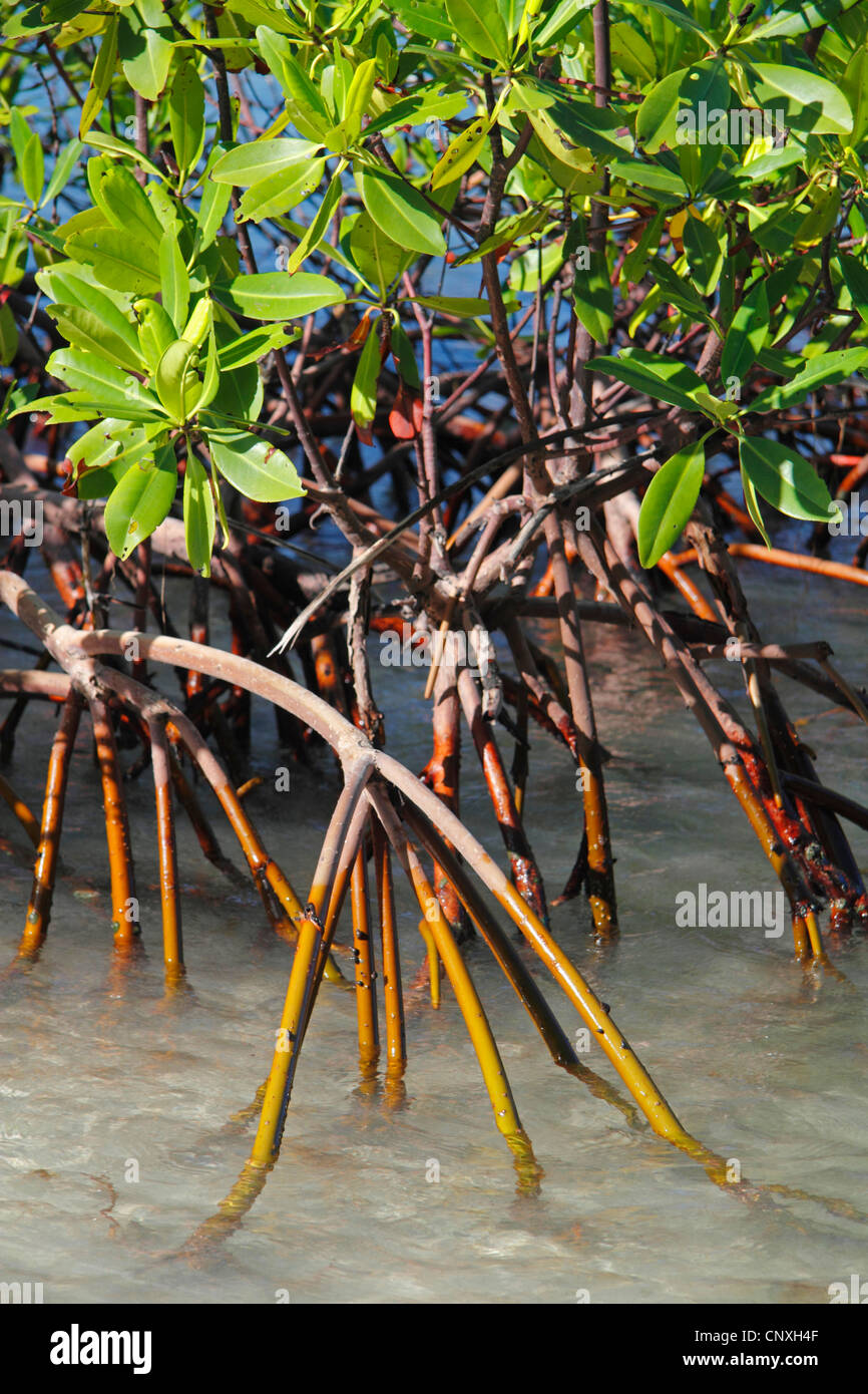 Mangrove Prop Roots High Resolution Stock Photography and Images - Alamy