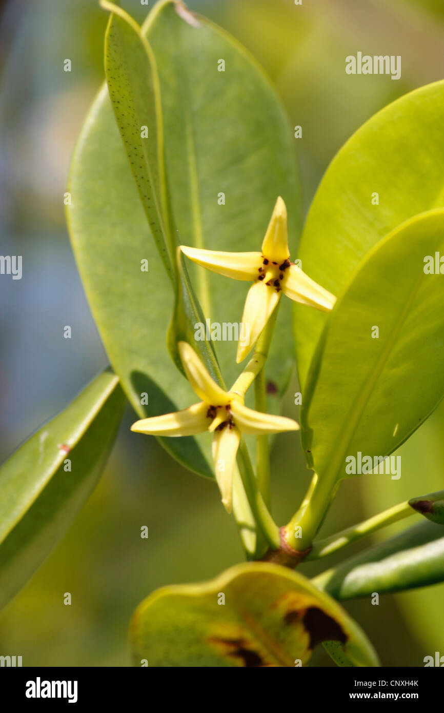 Rhizophora Mangle Flower High Resolution Stock Photography and Images ...