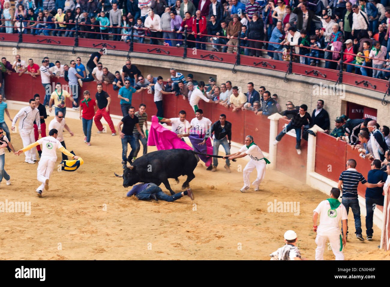 The traditional Toro Embolao, bull running and bullfighting at Plaza de ...