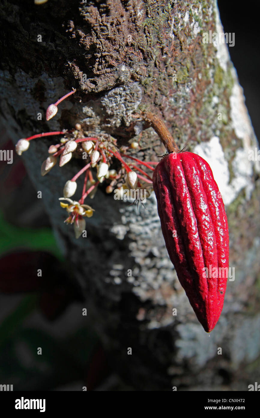 Cacao Tree Flower High Resolution Stock Photography and Images - Alamy
