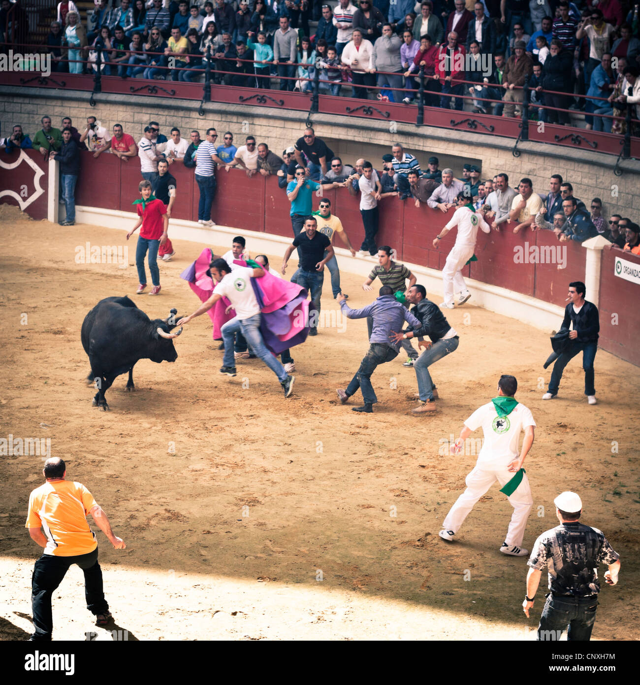 The traditional Toro Embolao, bull running and bullfighting at Plaza de ...