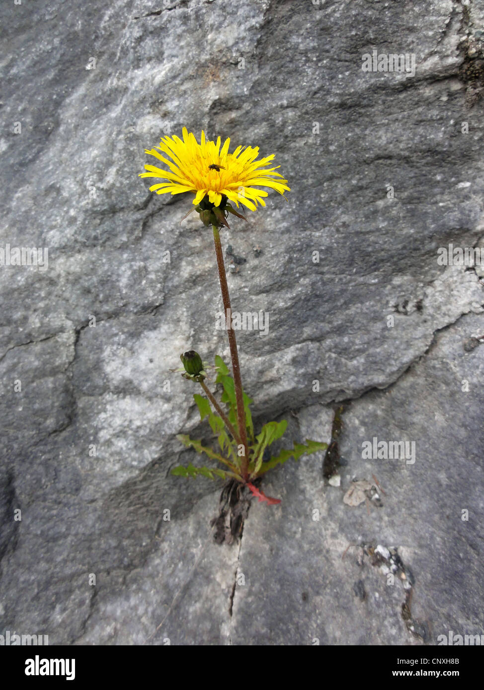 Dandelion High Resolution Stock Photography and Images - Alamy