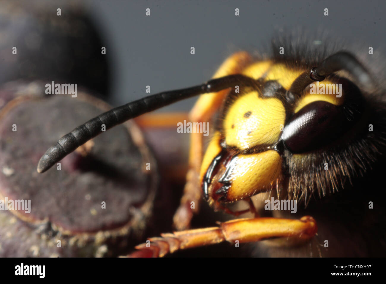 German wasp vespula germanica head hi-res stock photography and images ...