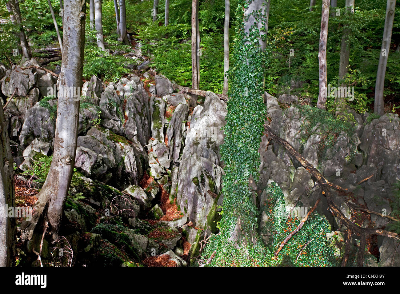 Felsenmeer Hemer, Germany, North Rhine-Westphalia, Sauerland, Hemer ...