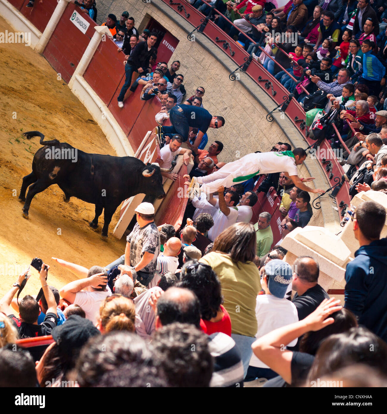 The traditional Toro Embolao, bull running and bullfighting at Plaza de ...