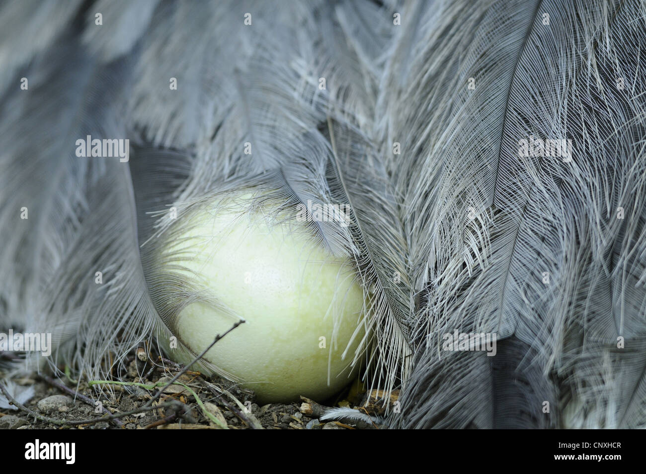 greater rhea (Rhea americana), egg under a breeding bird Stock Photo - Alamy
