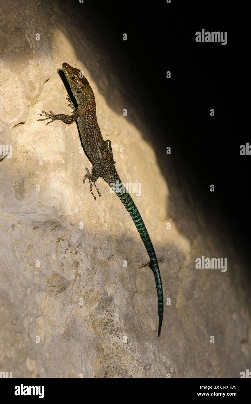 Sharp snouted rock lizard lacerta oxycephala hi-res stock photography ...