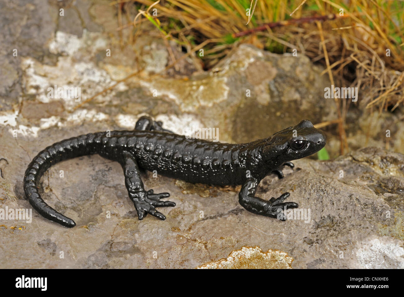 Alpine salamander, European Alpine salamander (Salamandra atra ...