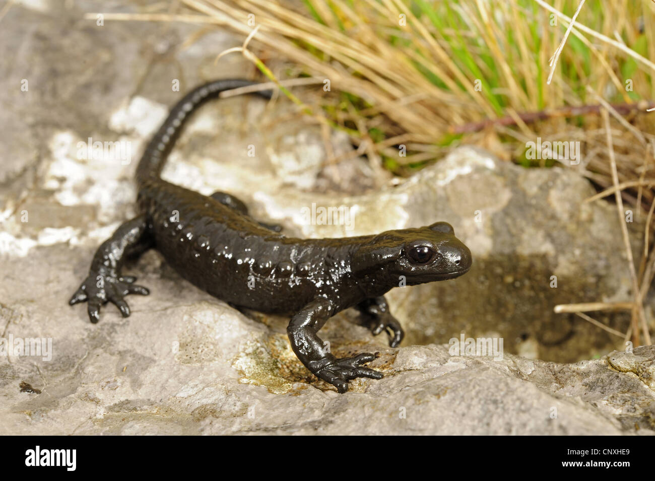 Alpine salamander, European Alpine salamander (Salamandra atra ...