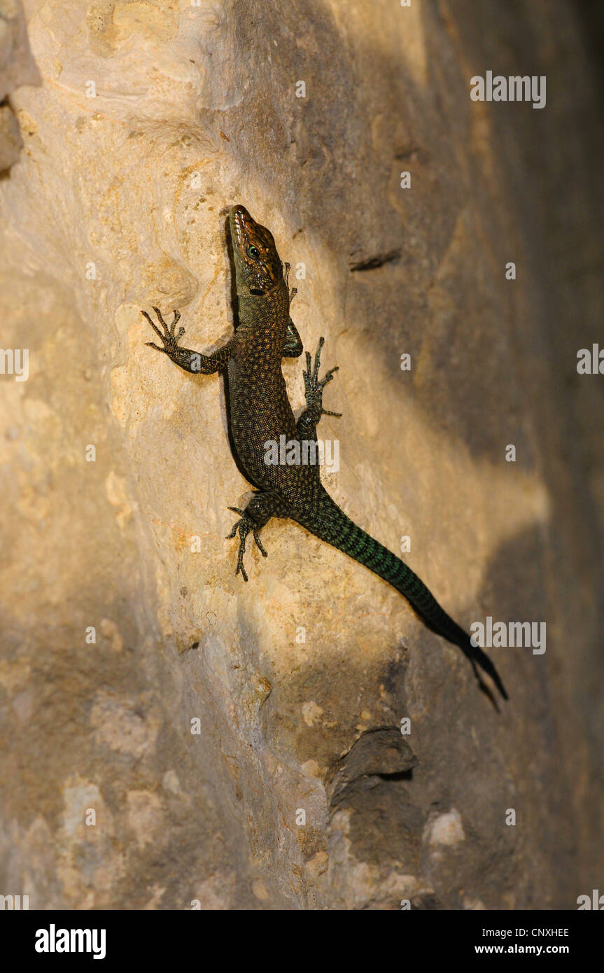sharp-snouted rock lizard (Lacerta oxycephala, Dalmatolacerta ...