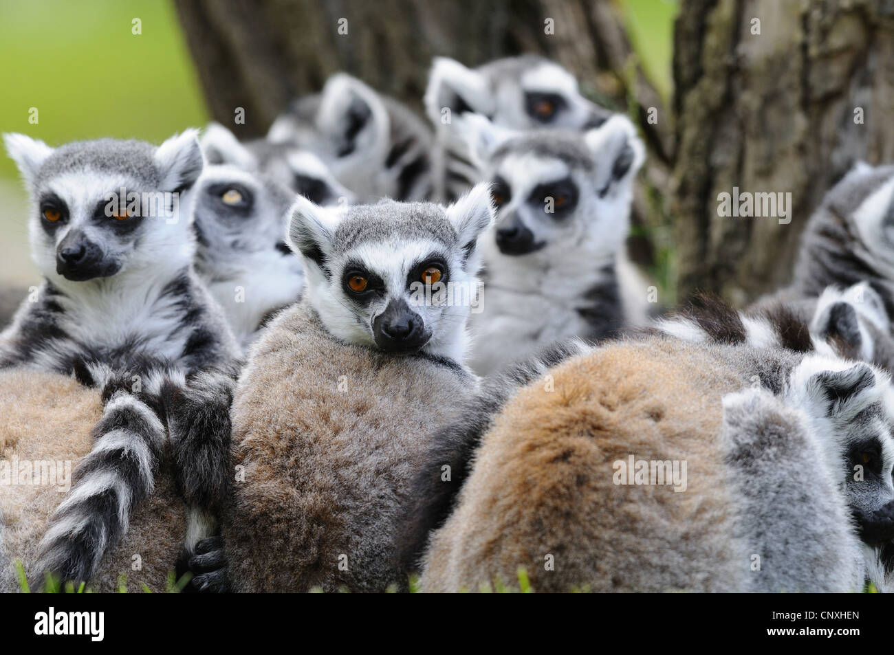 ring-tailed lemur (Lemur catta), group next tree trunk Stock Photo - Alamy