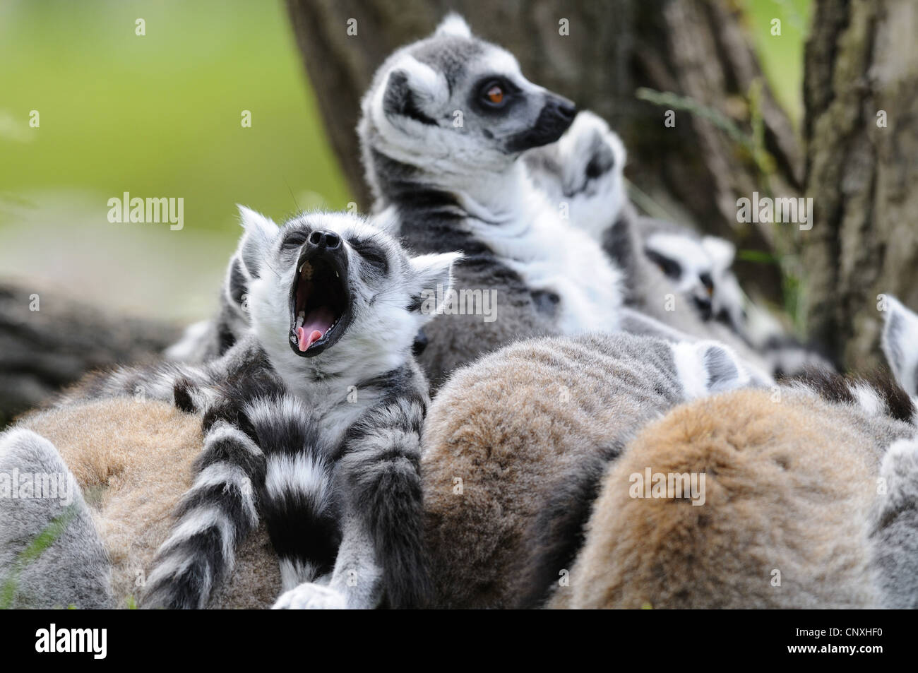 Ring tailed lemur mouth open hi-res stock photography and images - Alamy