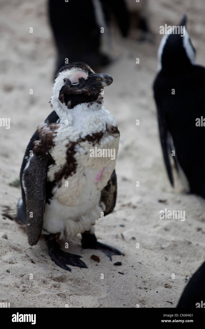 Molting penguin hi-res stock photography and images - Alamy