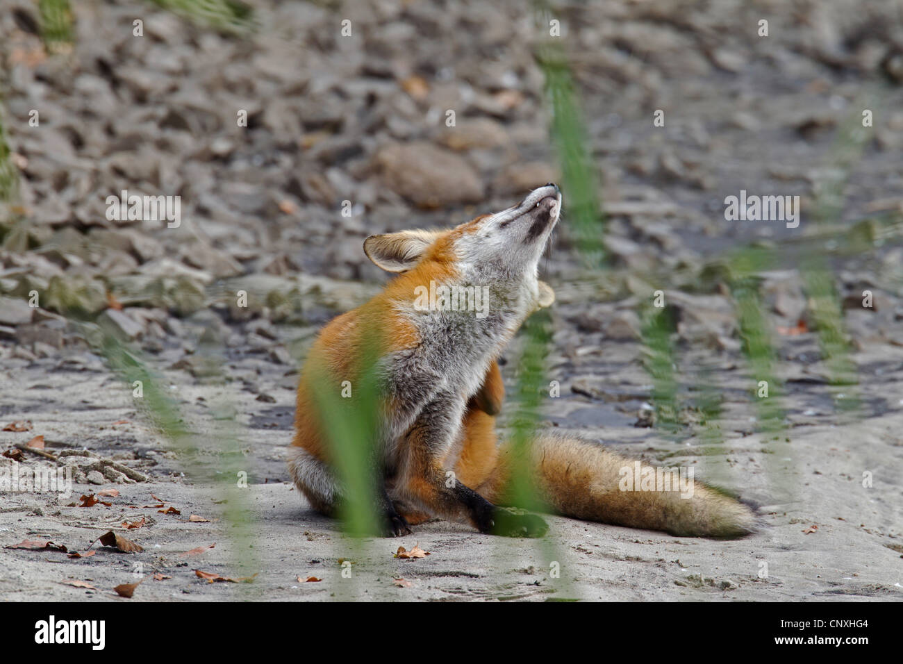 red fox (Vulpes vulpes), scratching, Germany, Saxony, Oberlausitz Stock ...