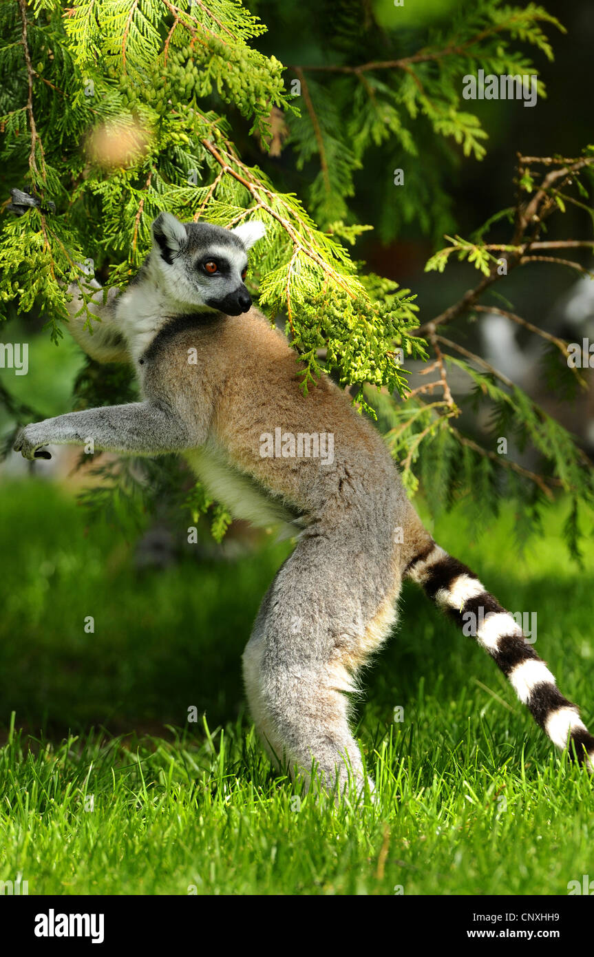 ring-tailed lemur (Lemur catta), standing upright in meadow Stock Photo ...
