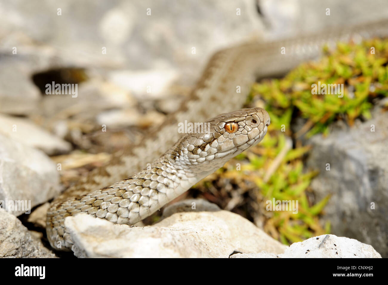 meadow viper, Orsini's viper (Vipera ursinii, Vipera ursinii macrops ...