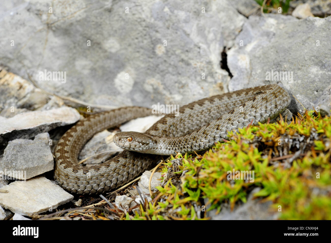 meadow viper, Orsini's viper (Vipera ursinii, Vipera ursinii macrops ...