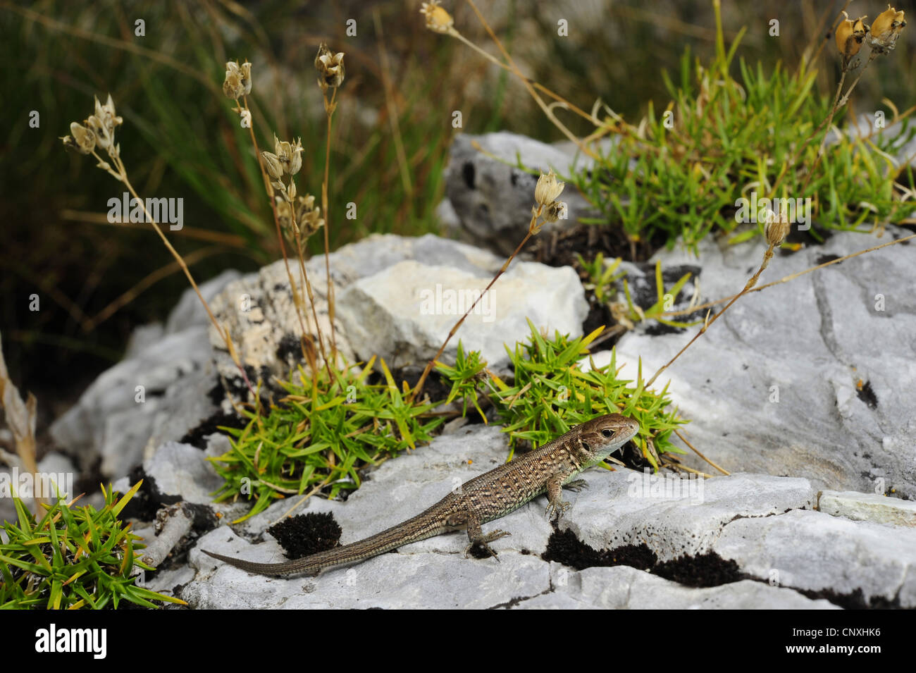 Juvenile rock lizards hi-res stock photography and images - Alamy