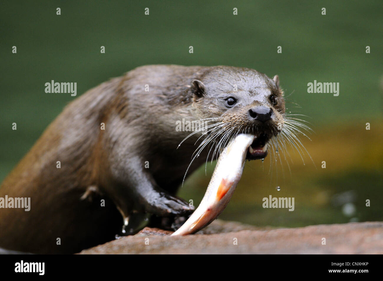 European river otter, European Otter, Eurasian Otter (Lutra lutra ...