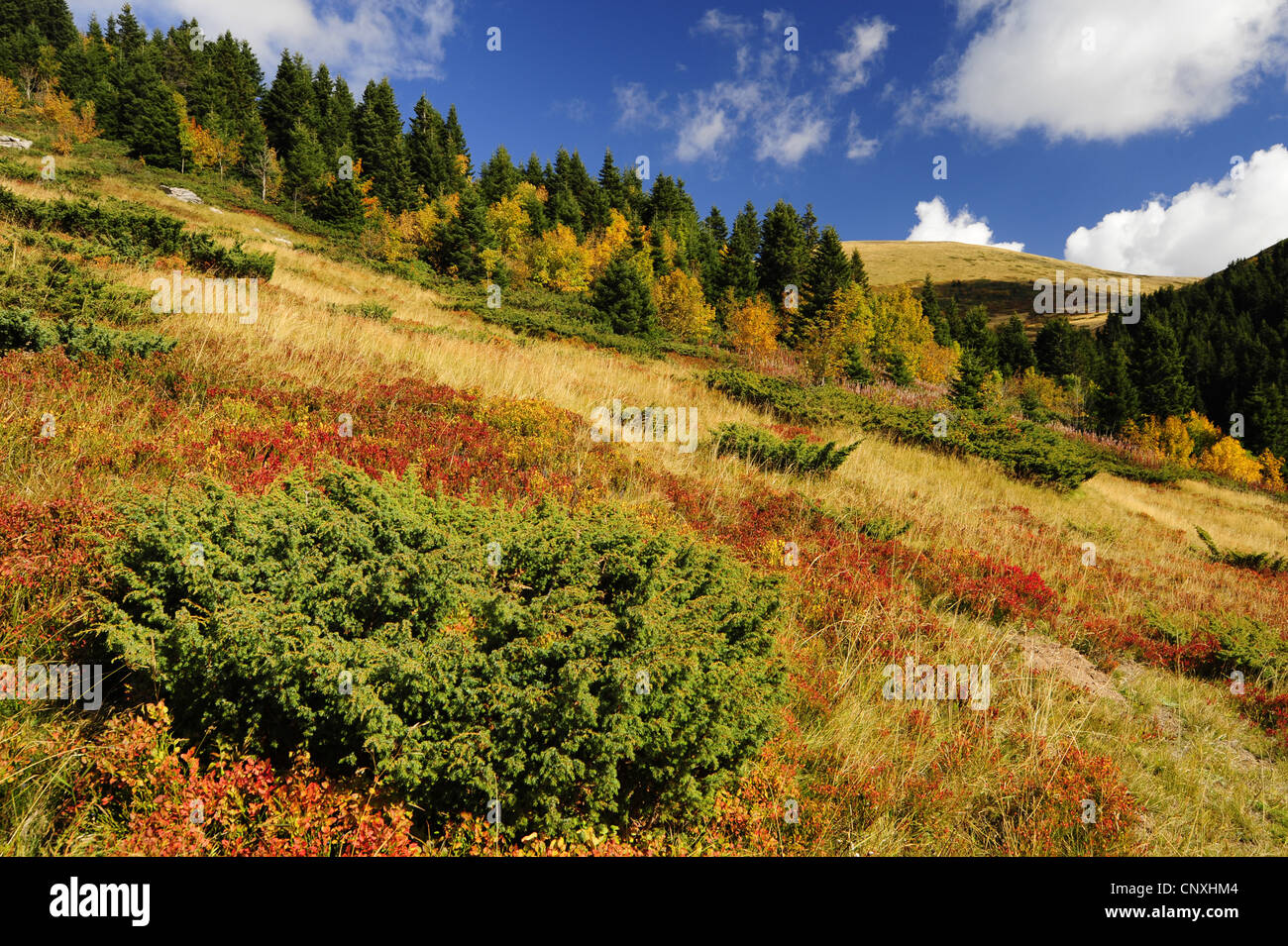 Mountain meadows alpine forest colour hi-res stock photography and ...
