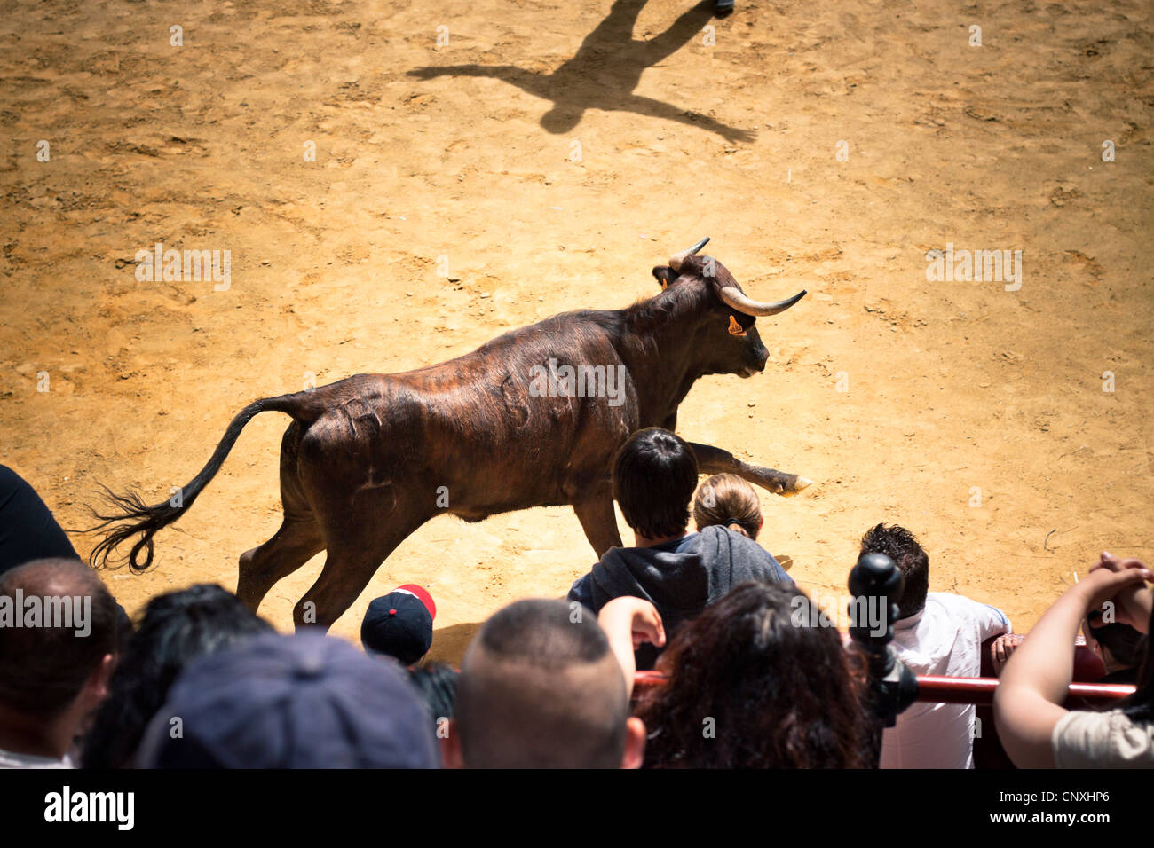 The traditional Toro Embolao, bull running and bullfighting at Plaza de ...