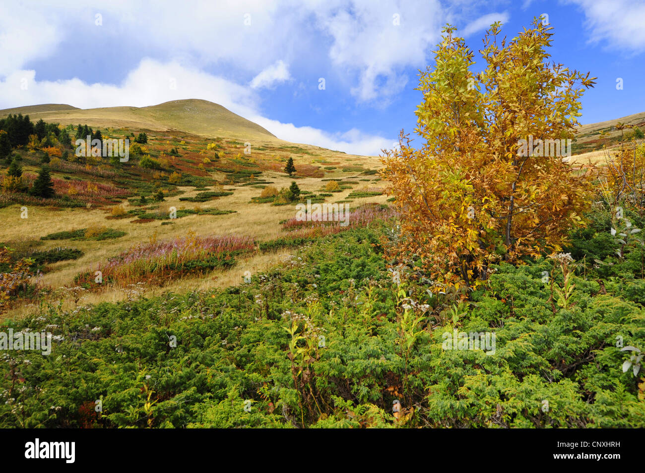 Biogradska gora nationalpark hi-res stock photography and images - Alamy