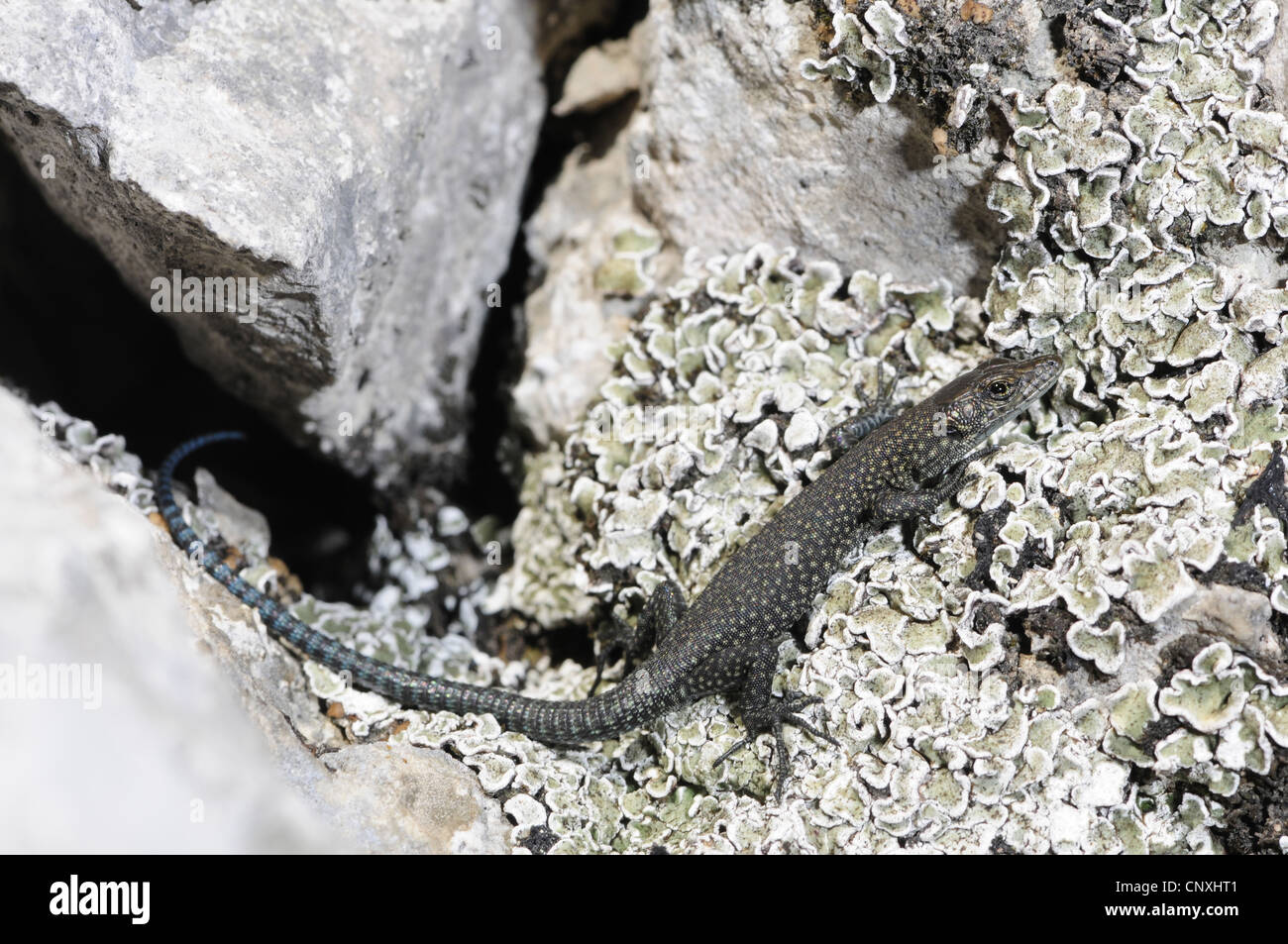 Sharp snouted rock lizard lacerta oxycephala hi-res stock photography ...