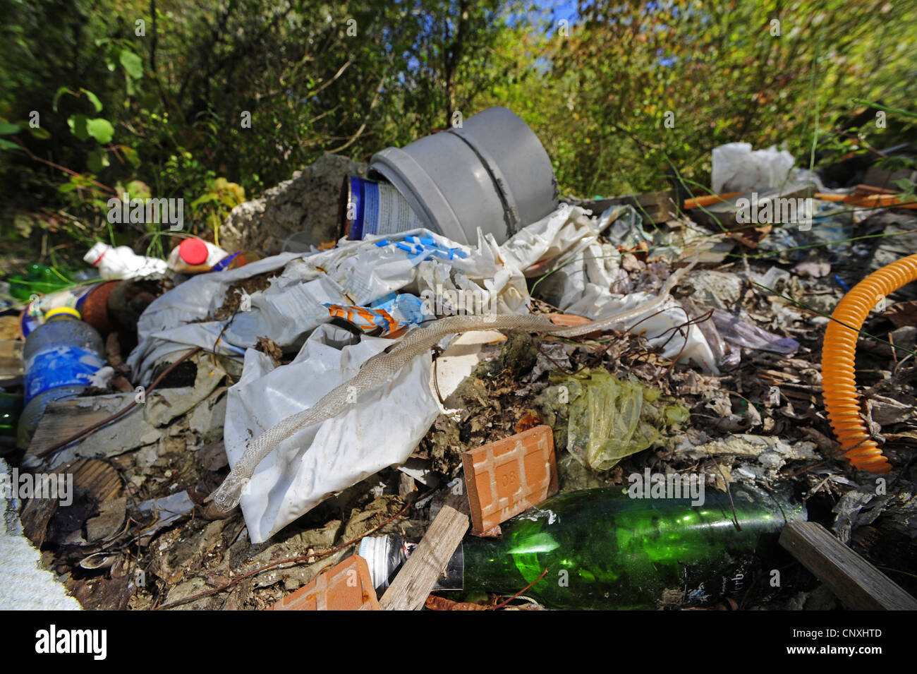 Large Whip Snake (Dolichophis caspius, Coluber caspius), skin on an ...