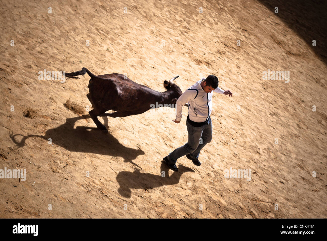 The traditional Toro Embolao, bull running and bullfighting at Plaza de ...