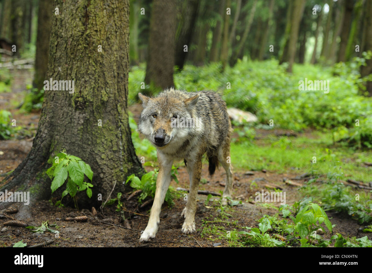 European gray wolf (Canis lupus lupus), standing in forest, Germany ...
