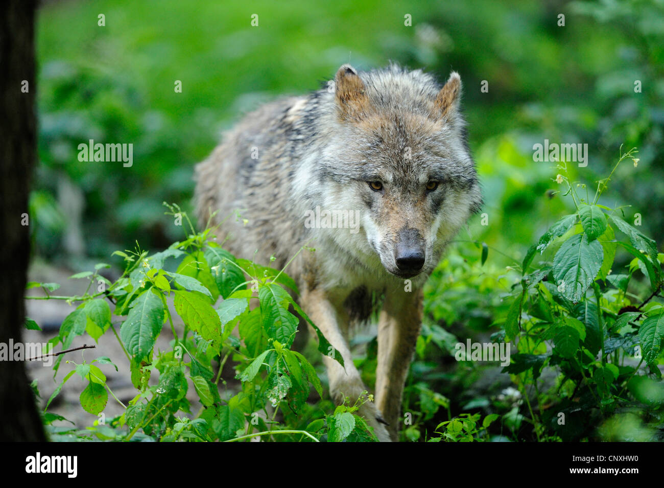 European gray wolf (Canis lupus lupus), ranging the forest, Germany ...