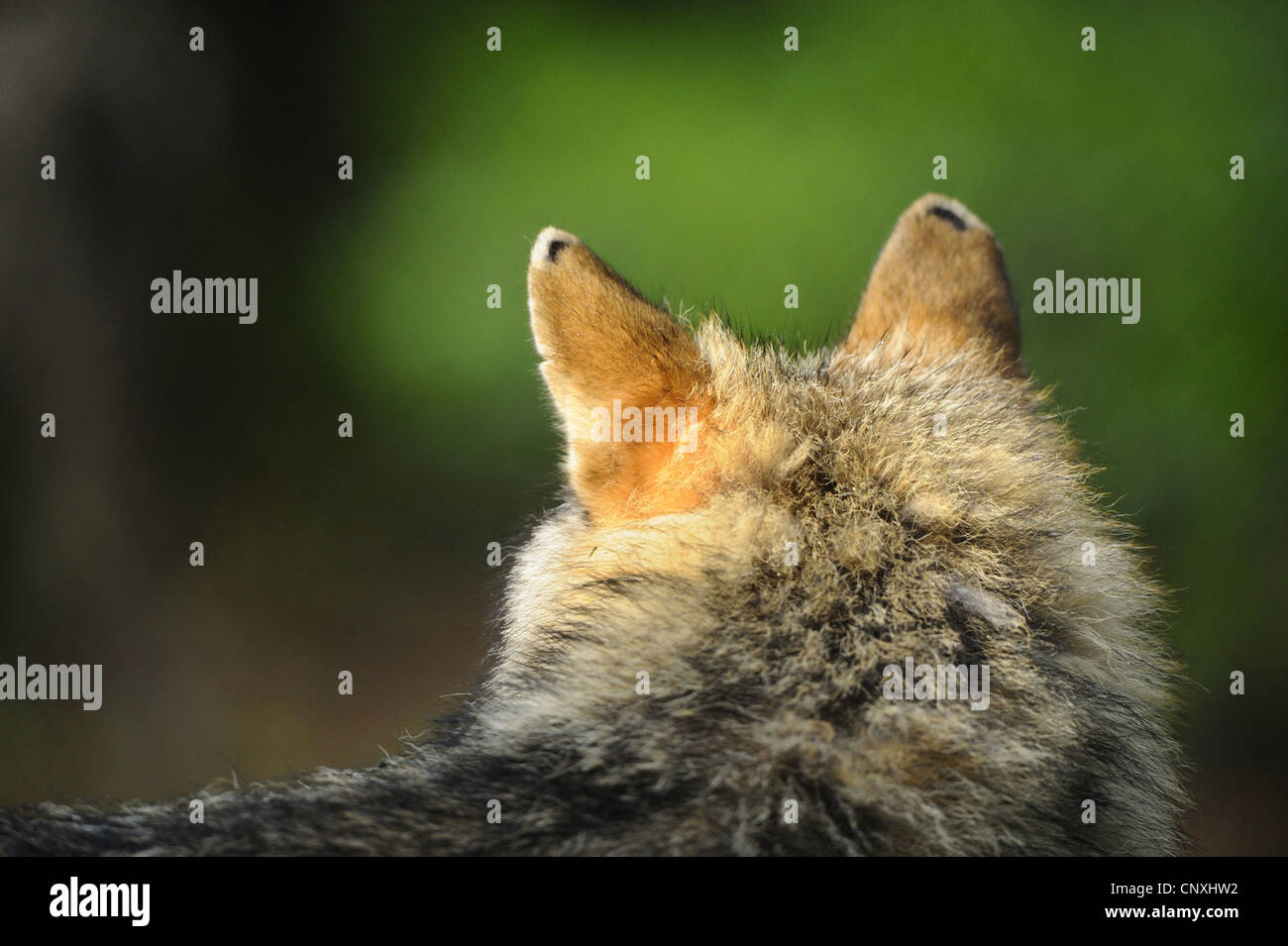 European gray wolf (Canis lupus lupus), rear view, Germany, Bavaria ...