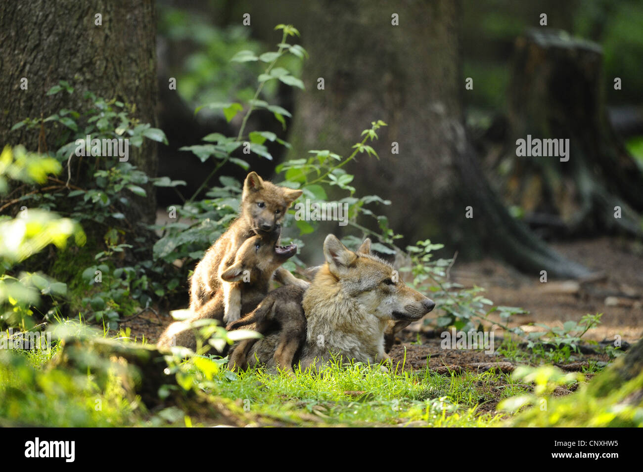 European gray wolf (Canis lupus lupus), wolf cubs playing on she-wolf, Germany, Bavaria ...
