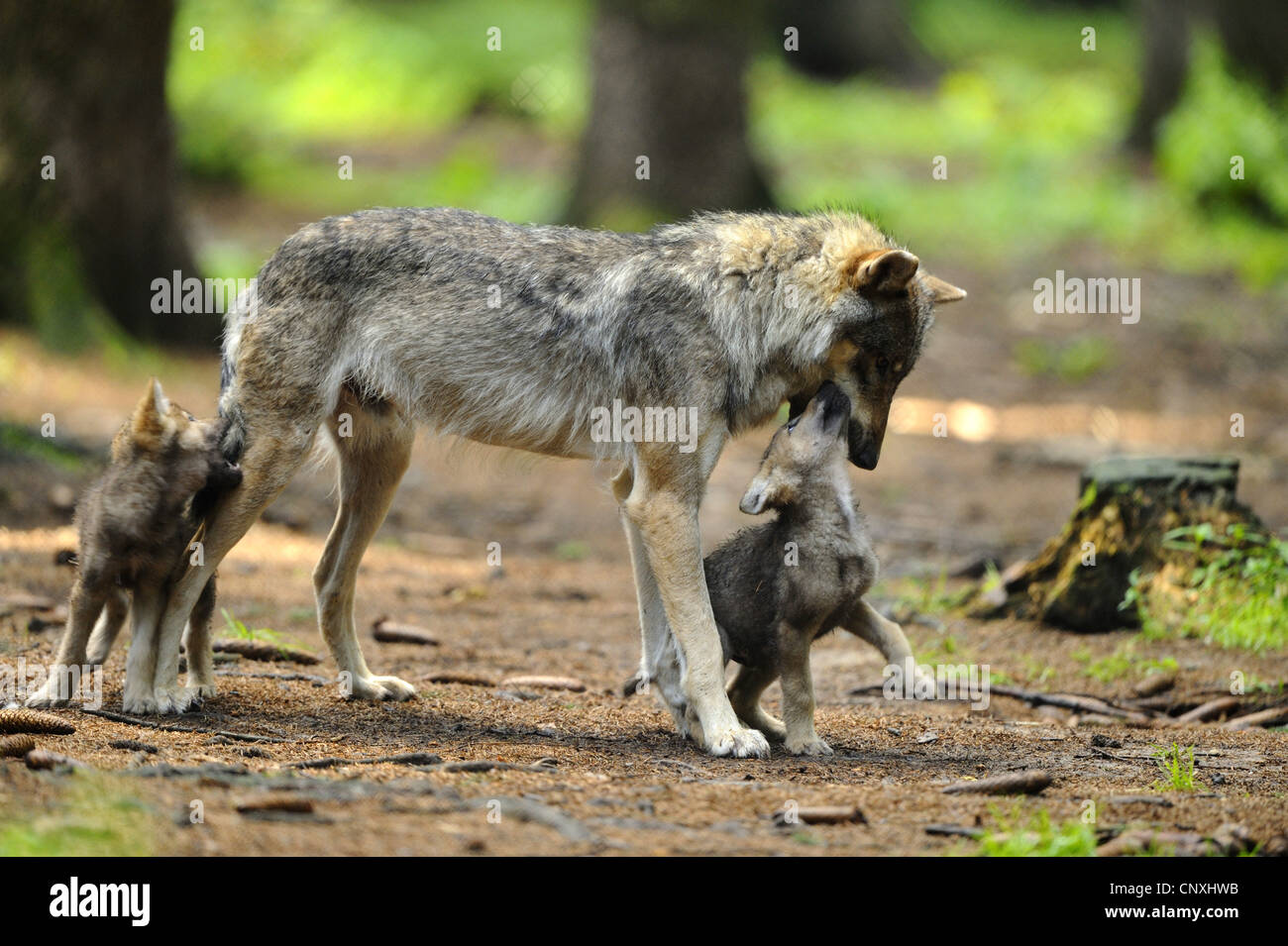 European gray wolf (Canis lupus lupus), she-wolf and two wolf cubs in forest, Germany, Bavaria ...
