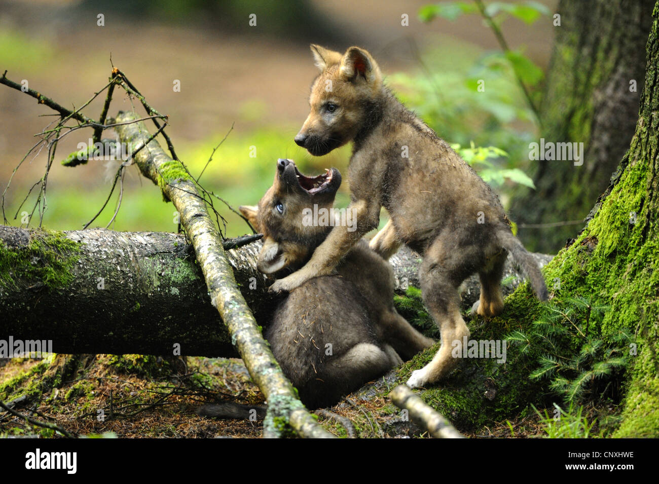 3 Wolf Pups Playing