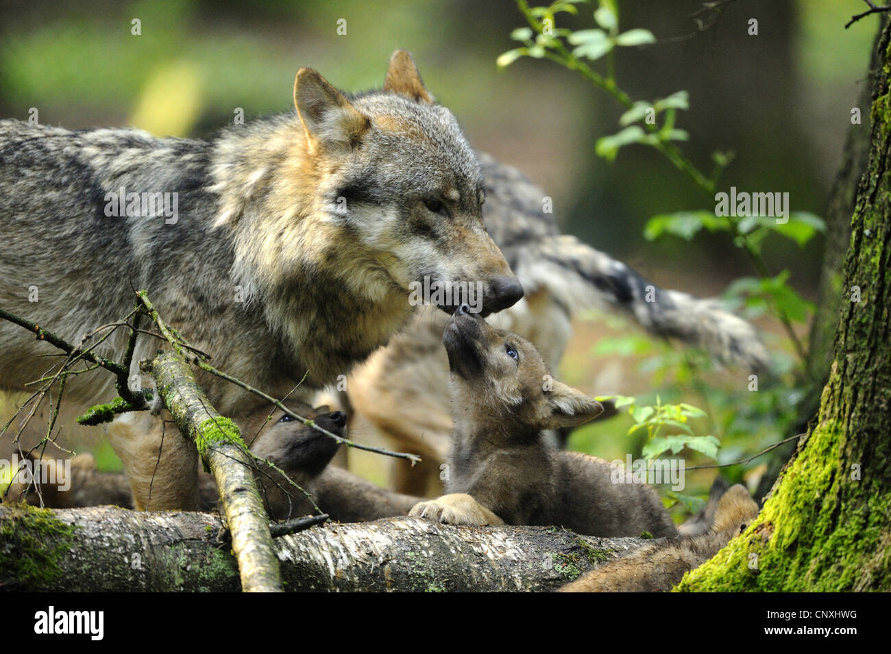 Wolf sniffing hi-res stock photography and images - Alamy