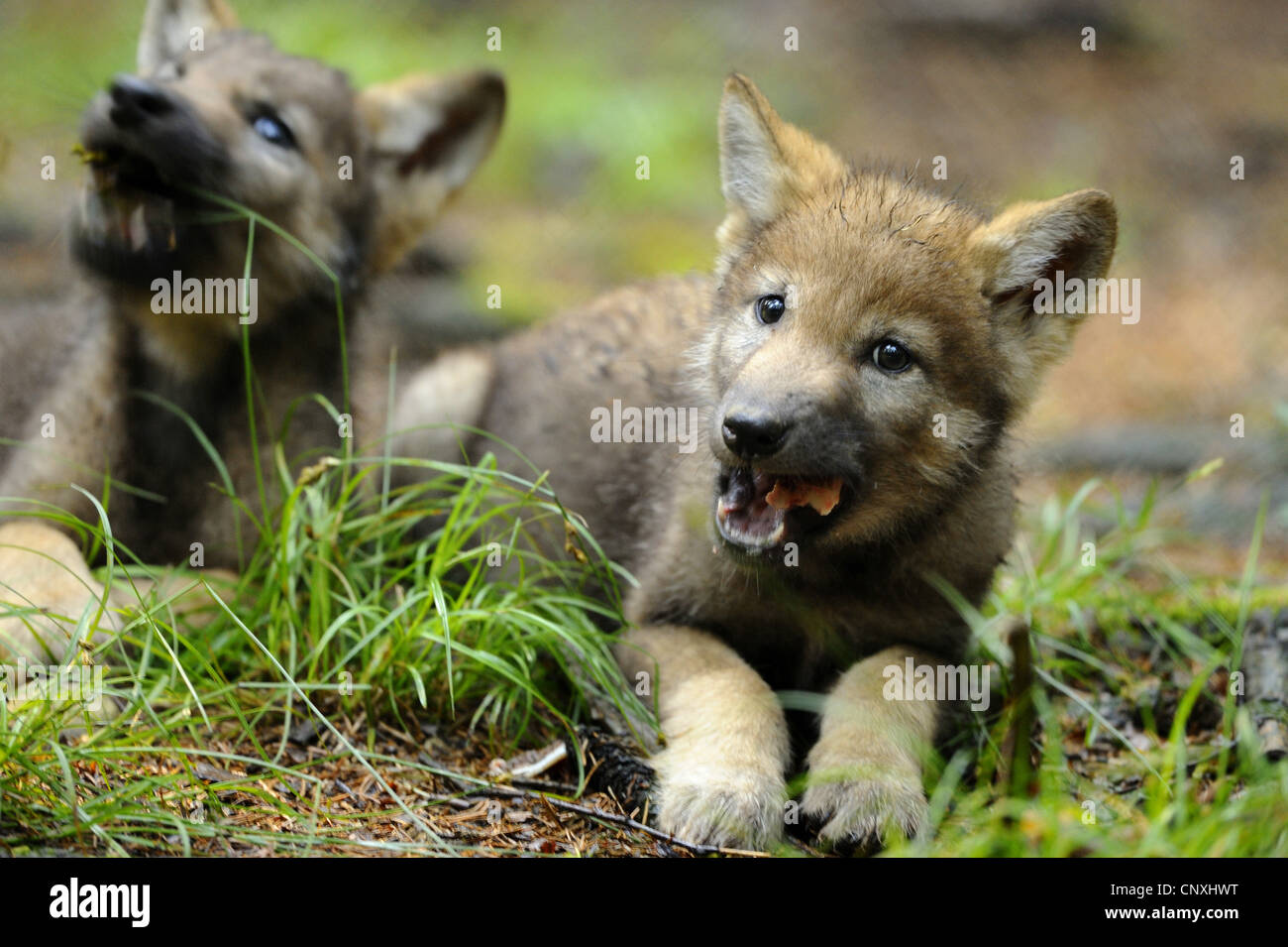 European gray wolf (Canis lupus lupus), wolf cubs lying in meadow and chewing, Germany, Bavaria ...